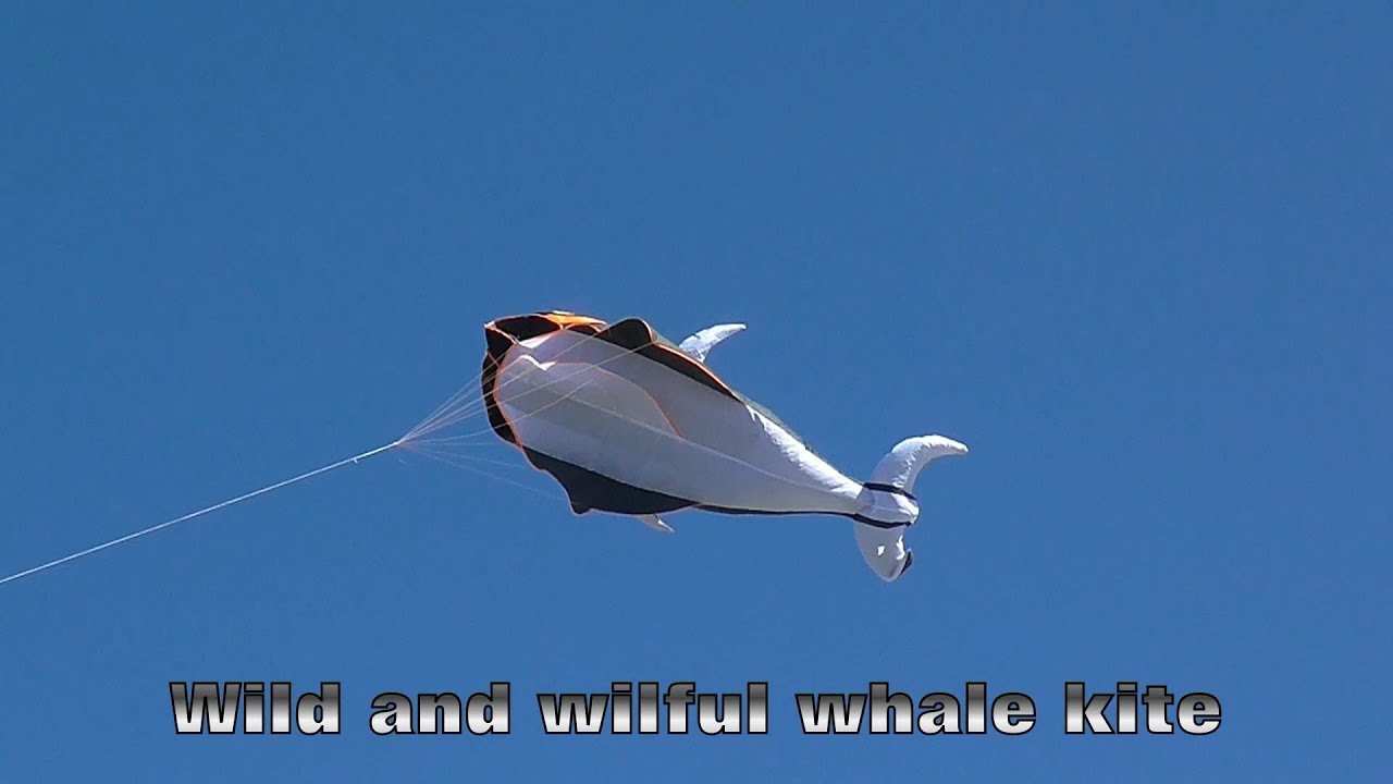 Wild and wilful whale kite - YouTube