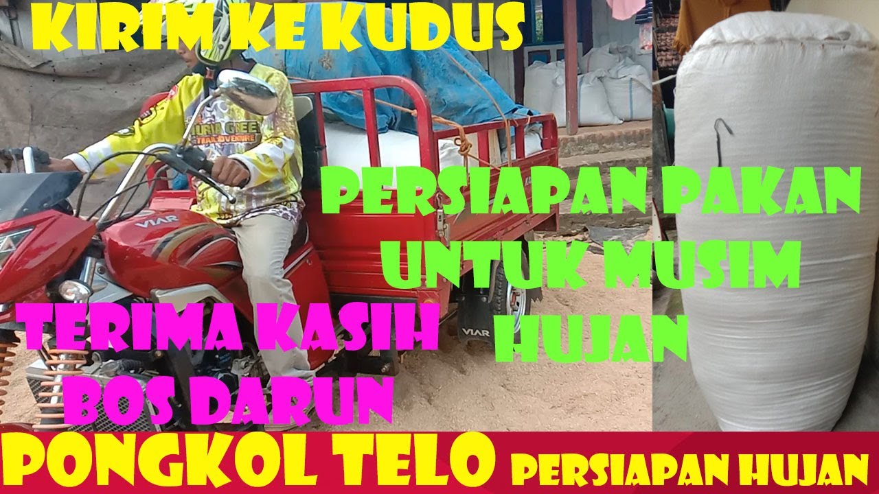 Pembeli Cerdas | Kirim Pongkol Telo Untuk Persediaan Musim Hujan ...