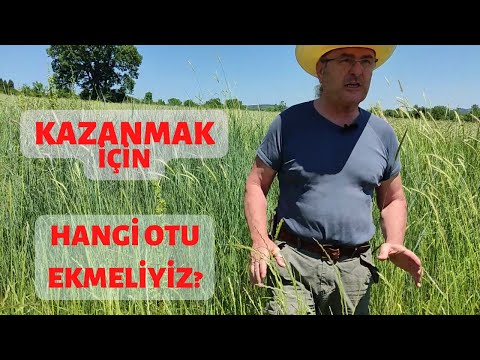 HANGİ OT CİNSİNİ EKMELİYİM? | NE YAPARSAM PARA KAZANIRIM | RYEGRASS VE DOĞAL OT VERİMLERİ VLOG 6