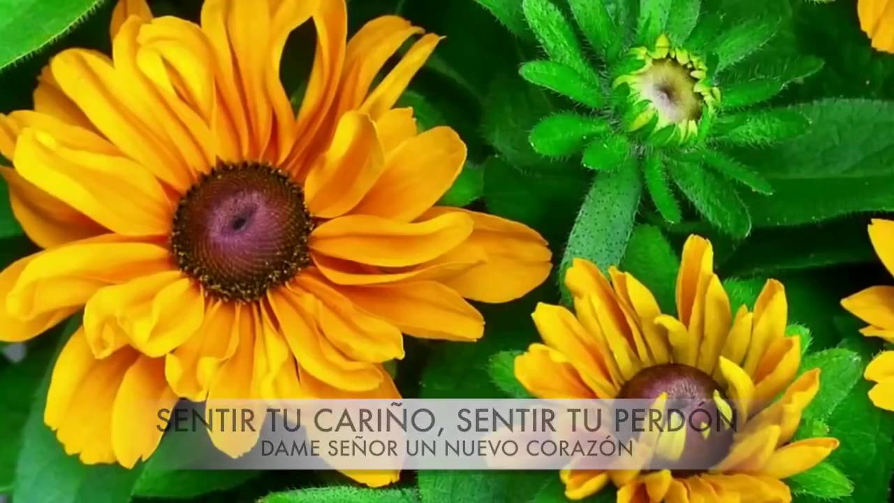NUEVO CORAZÓN canciones IURD - YouTube