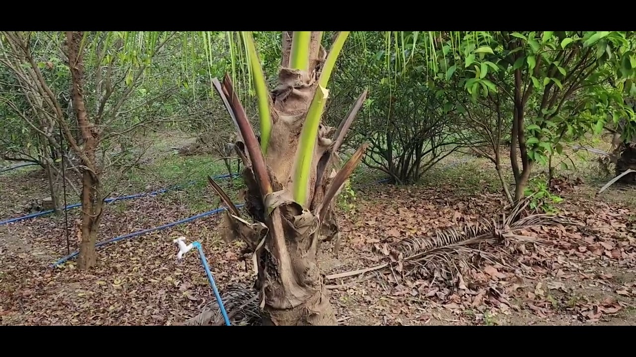 AgriTechnoLearning || Dwarf Coconut (Tacunan Variety) Now Available @ RLI Fruit Farm - YouTube