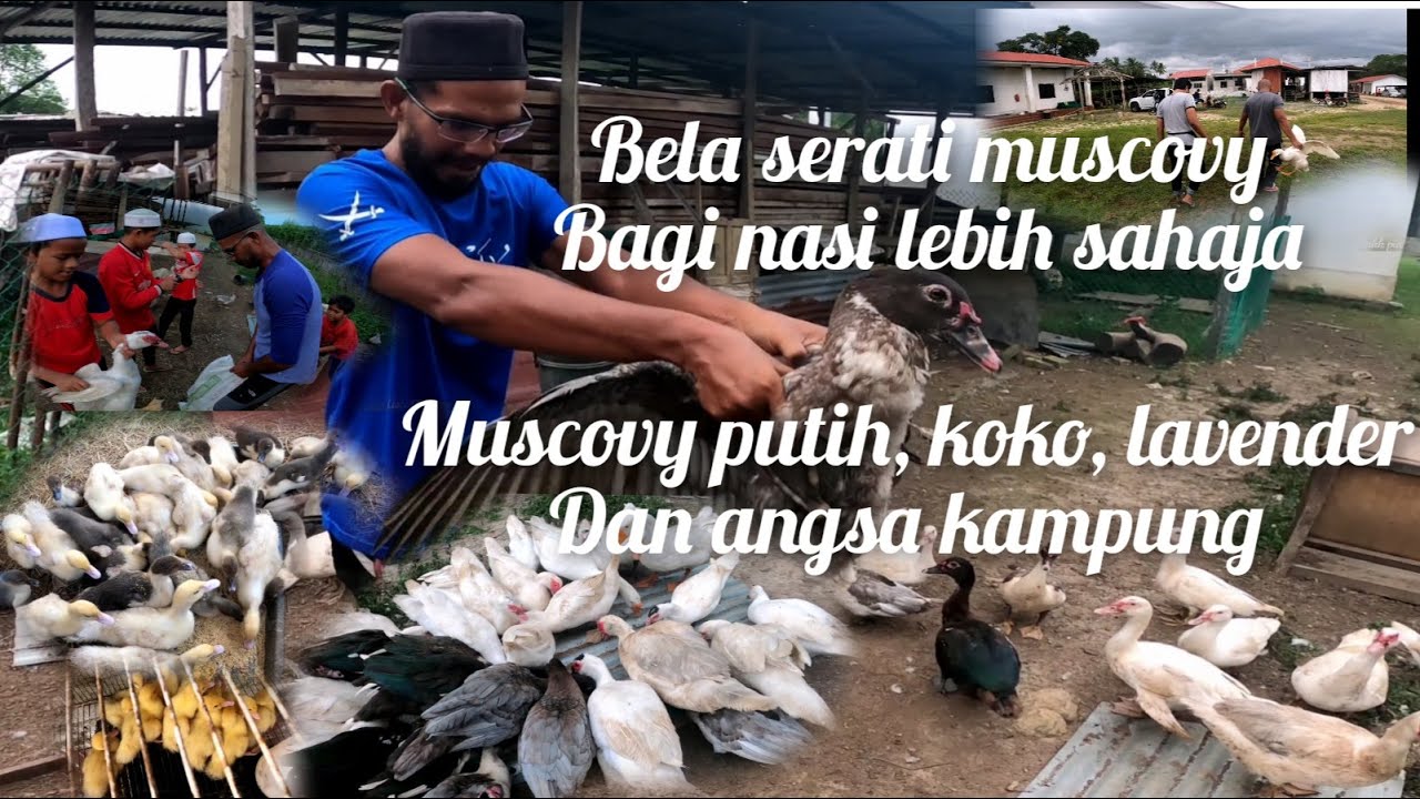 Untung sangat bela itik serati muscovy lavender itik putih dan angsa ni ...