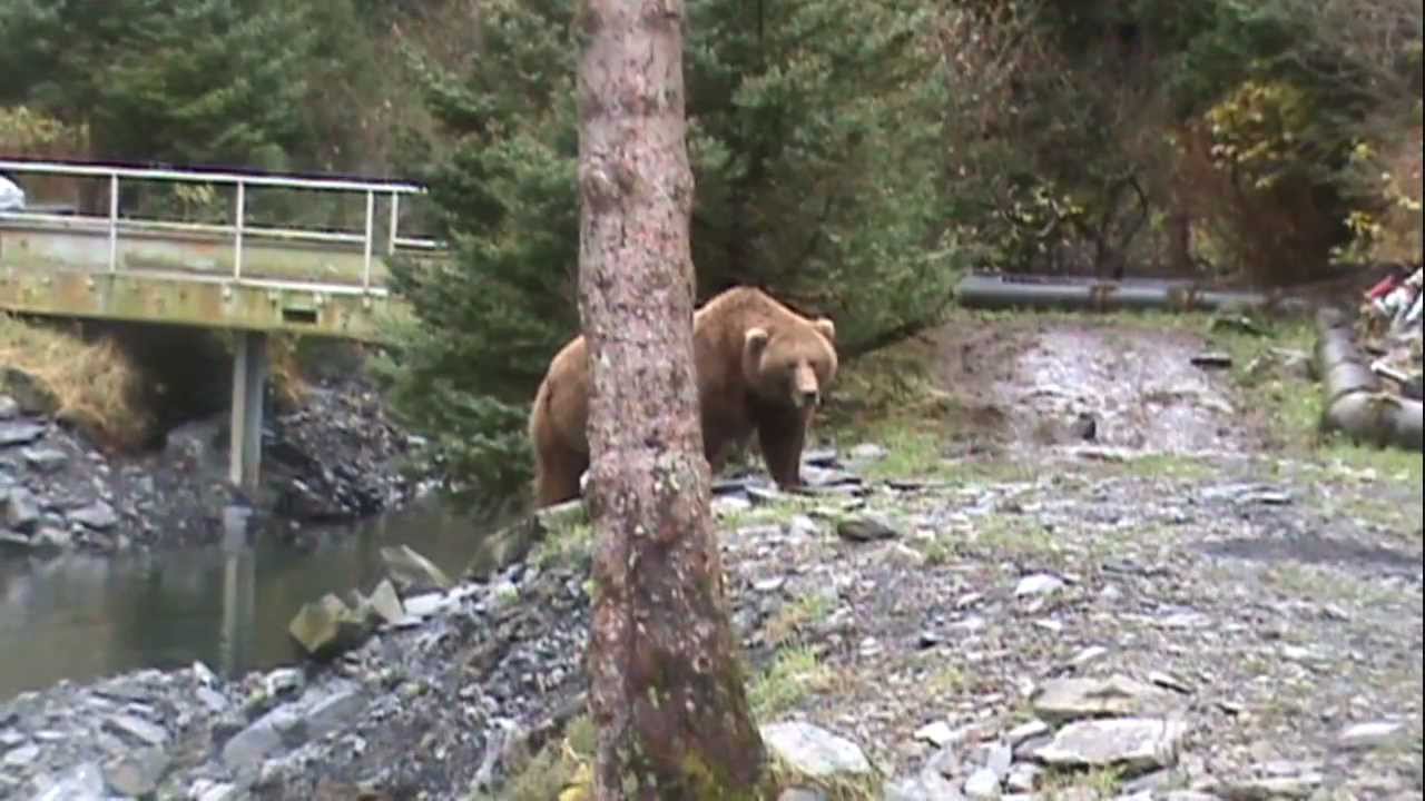 Brown (Grizzly) Bears Up Close - YouTube