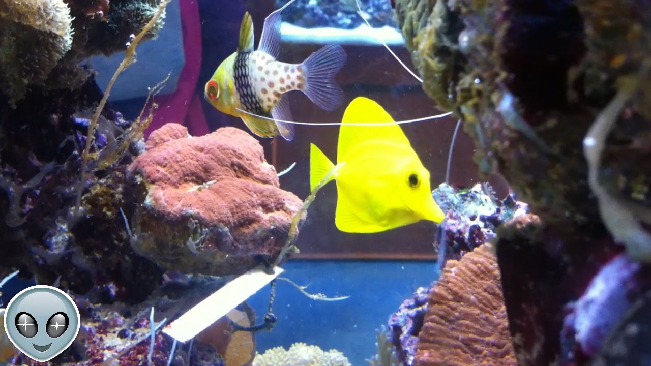 VISITA AL ACUARIO NAUTILUS! - YouTube