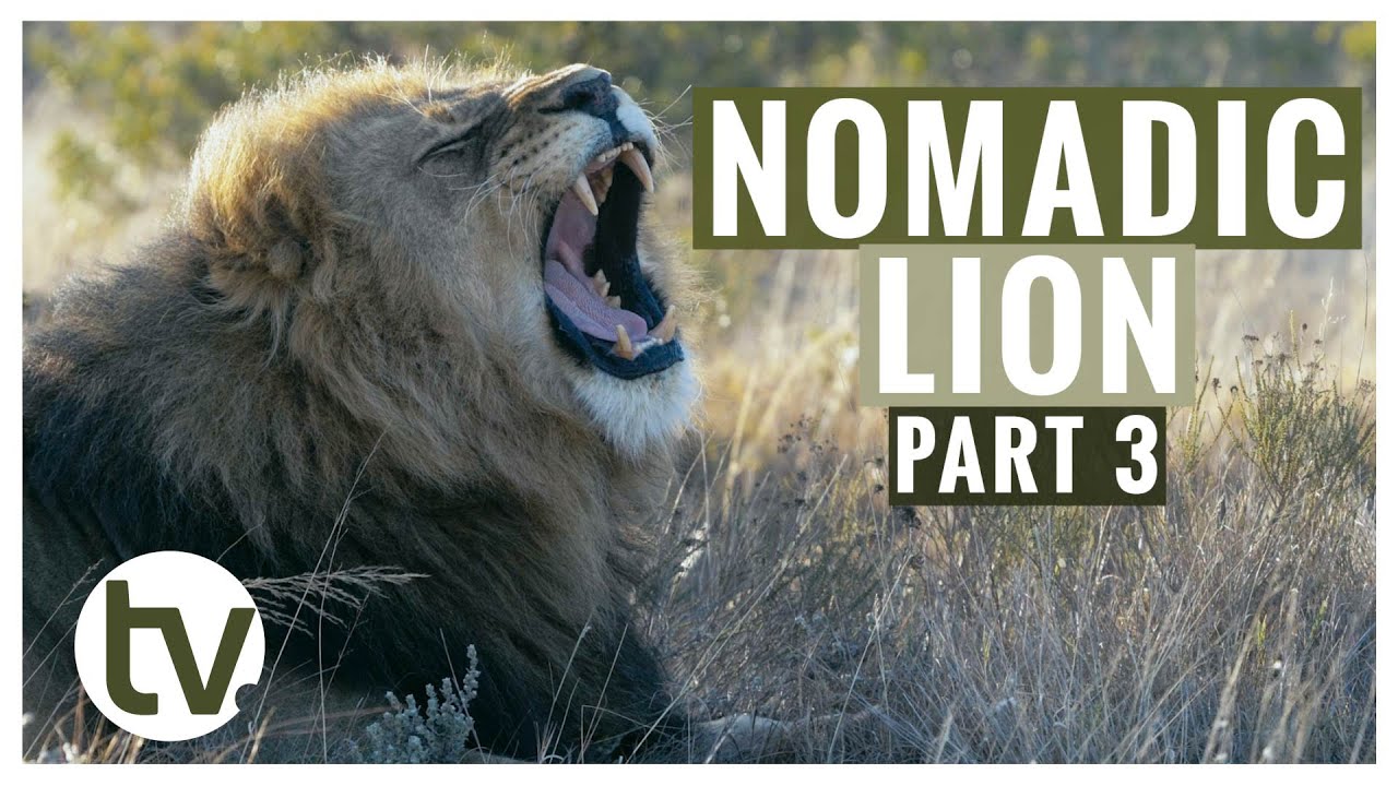 Lion Genetics Part 3: An Update on the New Male Lion and a Look At His ...