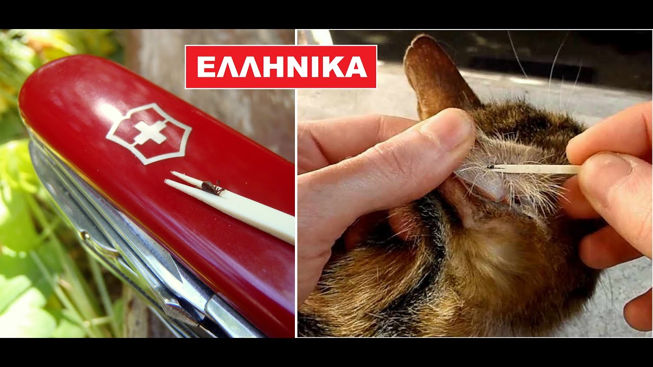 Τεστ Εργαλειου Αφαιρεσης Τσιμπουριων Ελβετικου Σουγια.''Διασωση Γατας ...