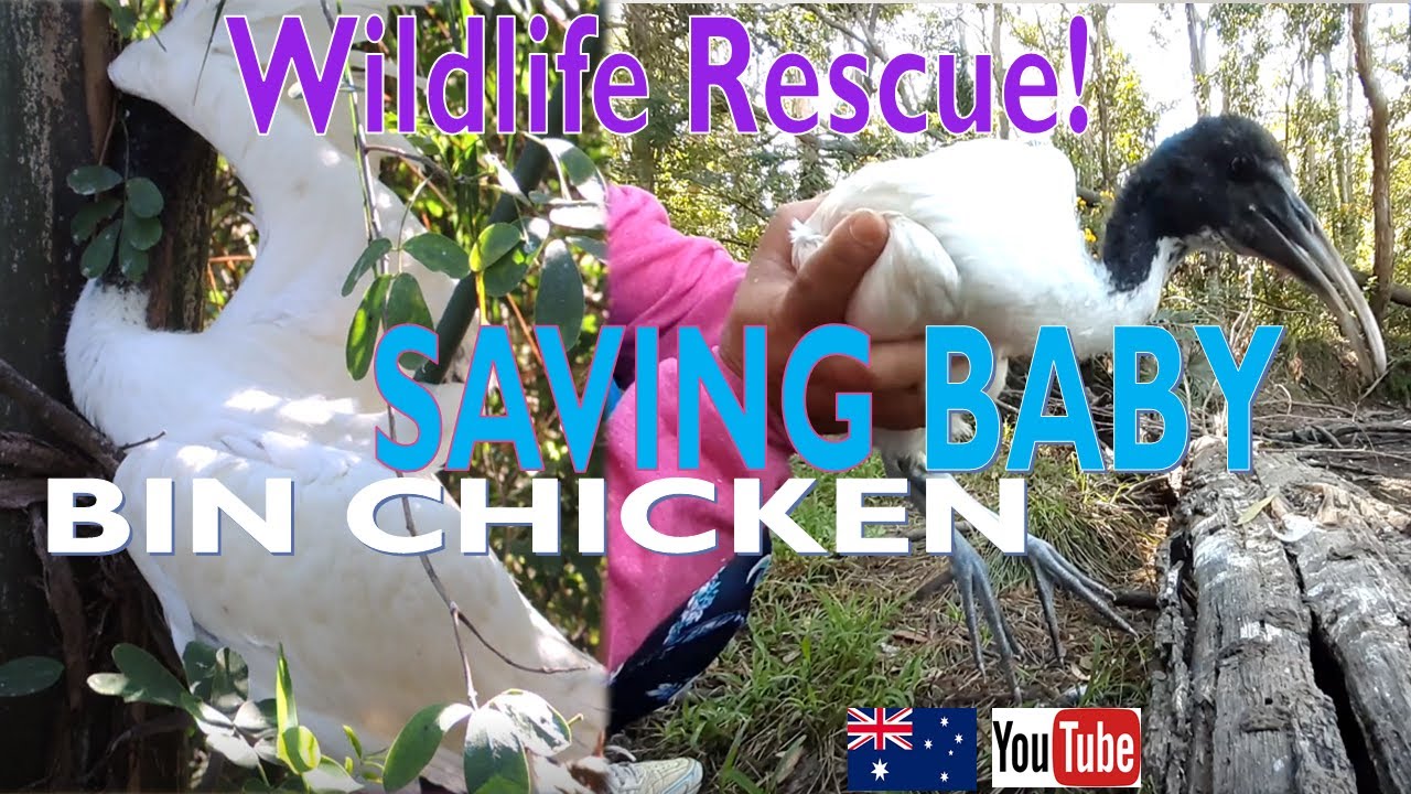 🇦🇺🐦SAVING BABY BIN CHICKEN |FULL VIDEO | Wildlife Rescue |Nature🐦🇦🇺 ...