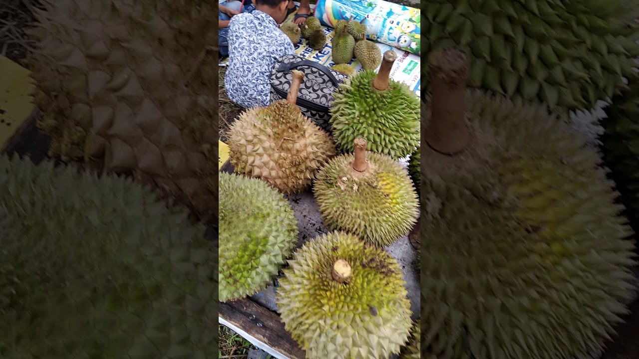 Durian hijau Malaysia. - YouTube