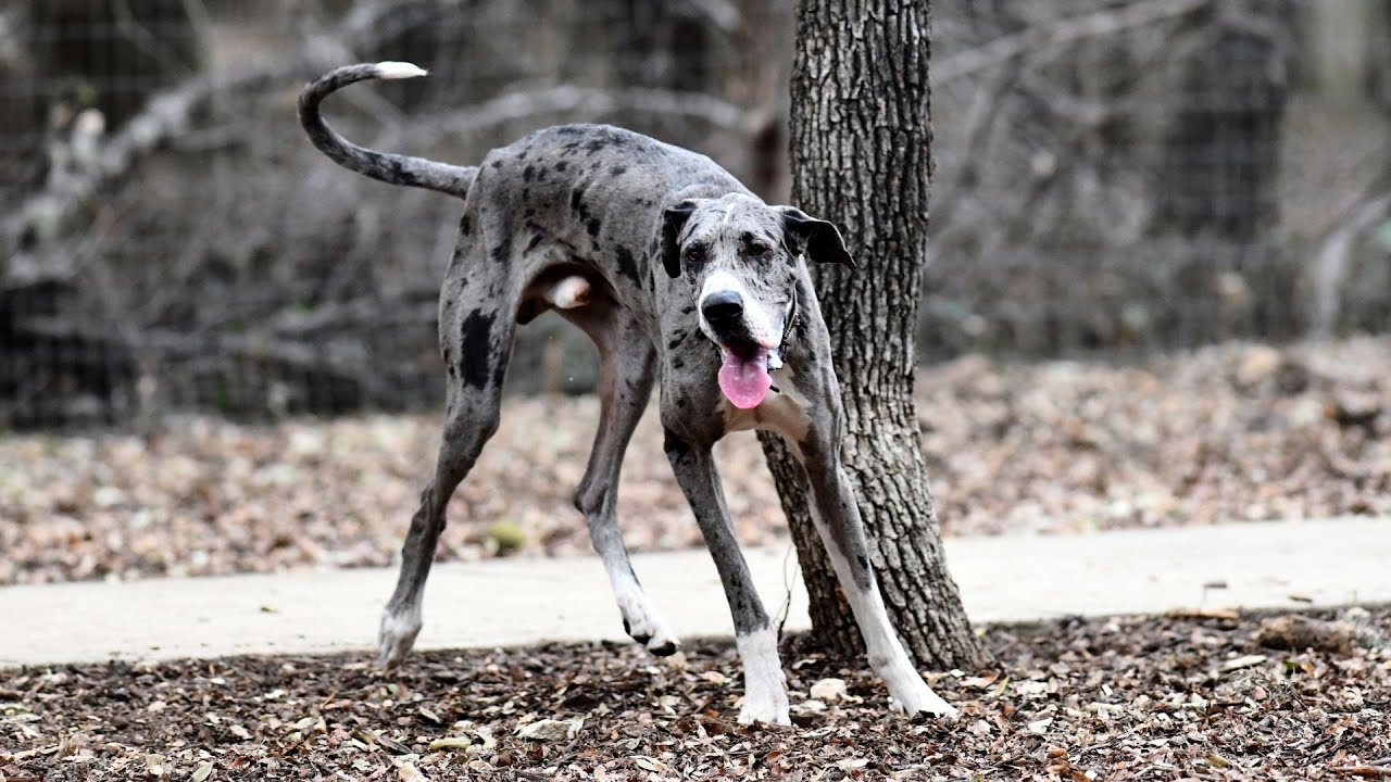 Great Dane Lifespan Expectations and Factors Affecting It - YouTube