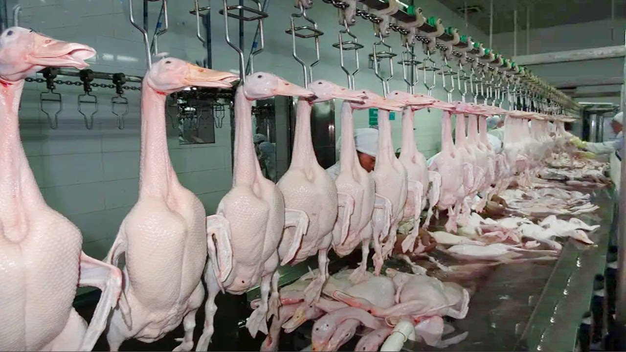 How to Process Millions of Ducks for Meat in a Factory 🦆- Incredible ...
