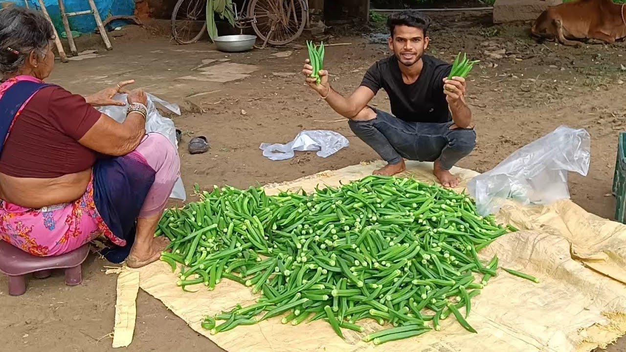 Aaj Itna Sa Bas Bhindi Harvest Karke Sell Kiya || Vegetable Selling ...