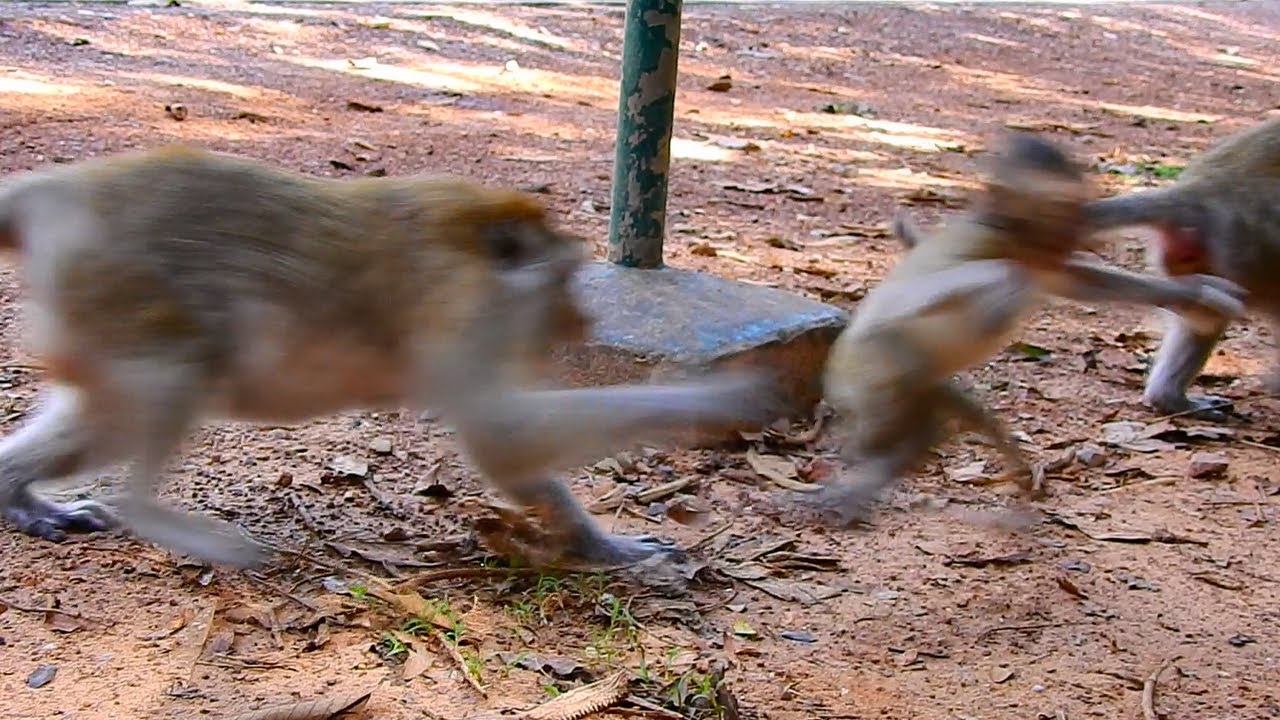 Millions Lucky ! Jazzy Monkey Jump Horribl-e Escaping From Other ...