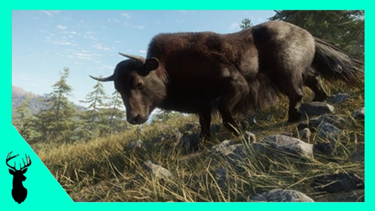 Wild Yak hunting in The Hunter Call Of The Wild (sundarpatan hunting ...