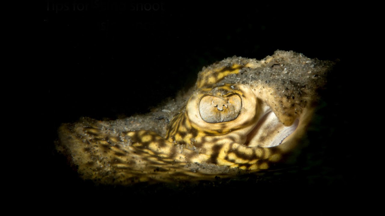 Snoot Part 4: Use a Snoot to Create Unique Images, by David Heidemann ...