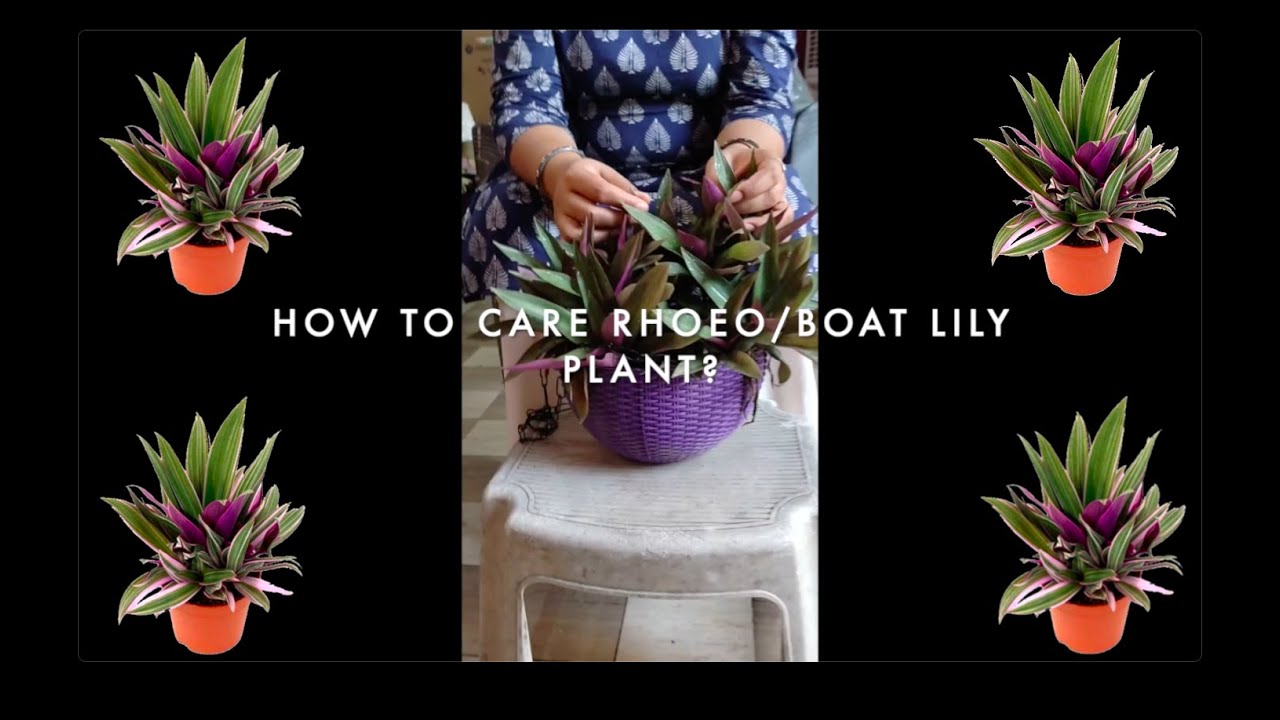 Care of Rhoeo Plant || How to Propagate Rhoeo Plant || Gunjan's ...