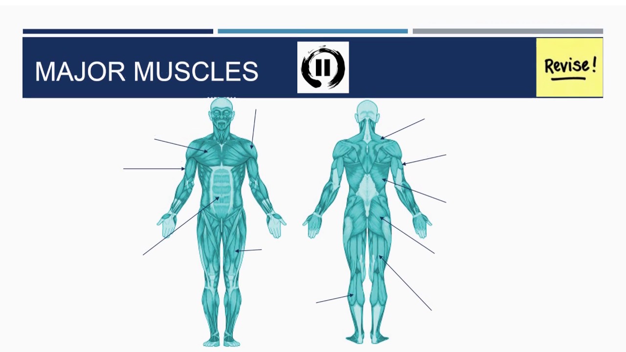 GCSE PE revision resources function of the muscular system in ...
