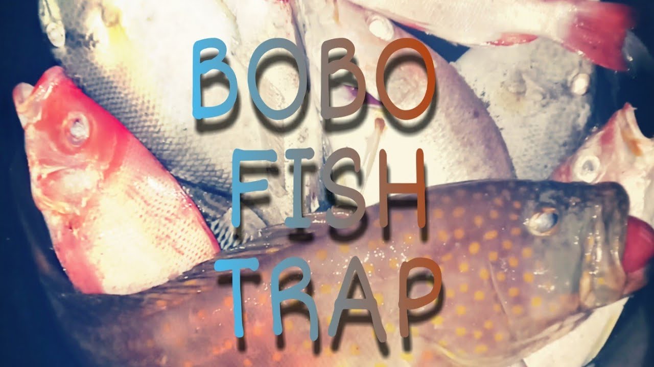 BUBU FISHING SERIES (PART 1 ) CATCHING DIFFERENT SPECIES OF FISH USING ...