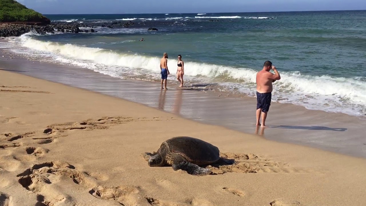 Kuau Beach Holiday Maui - minute movie - YouTube
