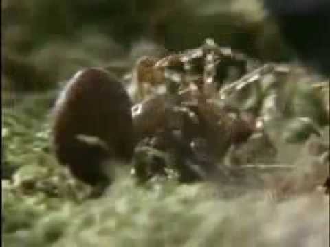 Watch What This Spider Does in a Drug Experiment! - YouTube