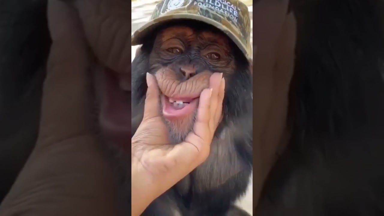 crazy monkey 🤣🤣🐵🐵 - YouTube