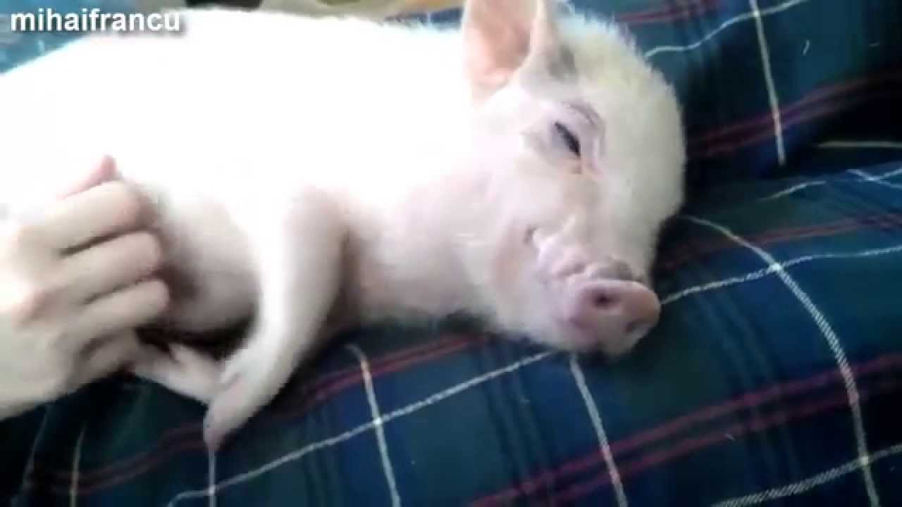 Adorable Animals Enjoying A Belly Rub Compilation 2014 NEW - YouTube