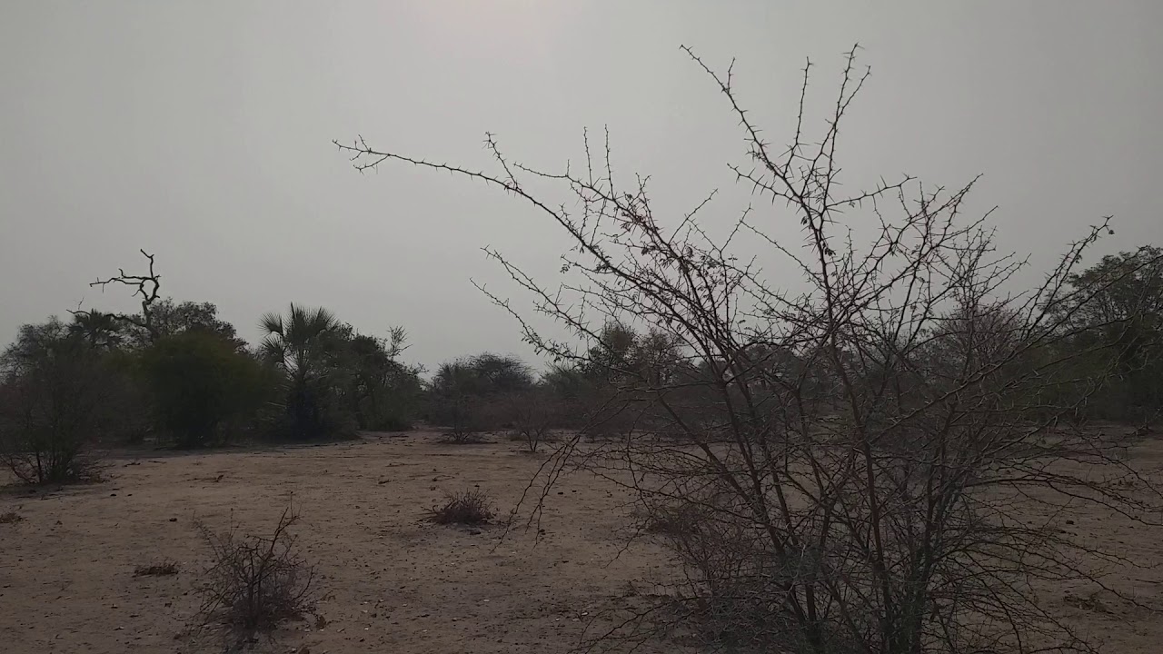 O MAIOR IMBONDEIRO DE ÁFRICA II - YouTube