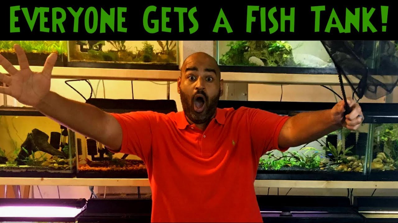 Spread The Fish Keeping Hobby - Beginner Fish Keeping Tips - YouTube