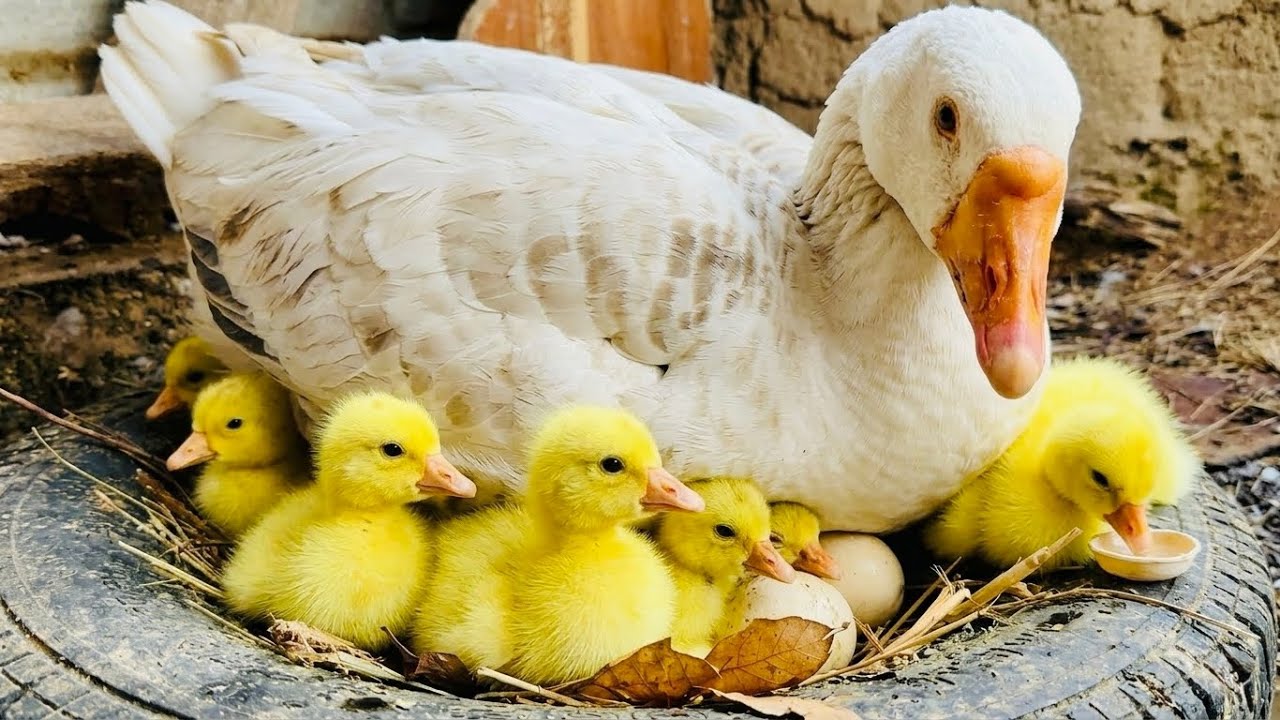 Cute Little Fluffy Baby Ducks Goose Geese Ducklings Gooslings ...