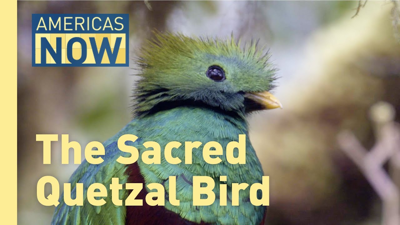 The Sacred Quetzal Bird: Facing Extinction and the Need for Protection ...