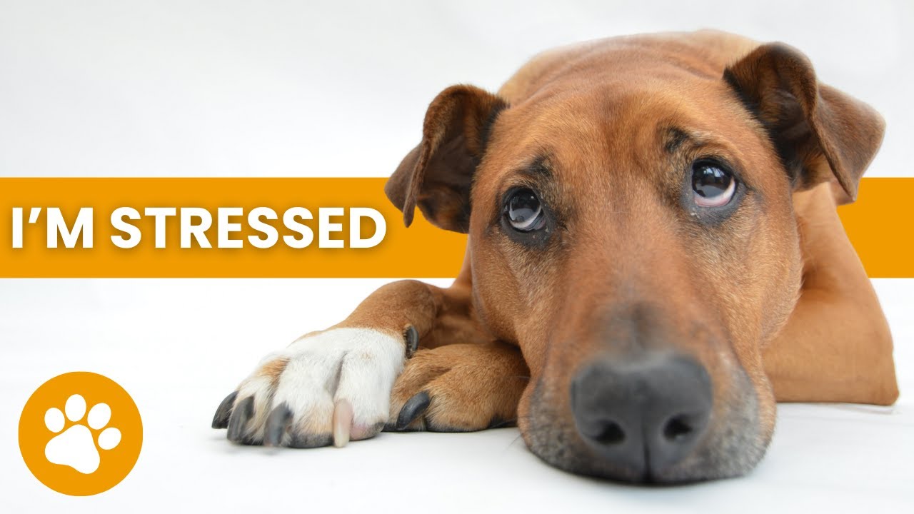 16 Common Things Which Stress Out Dogs (MUST KNOW) - YouTube