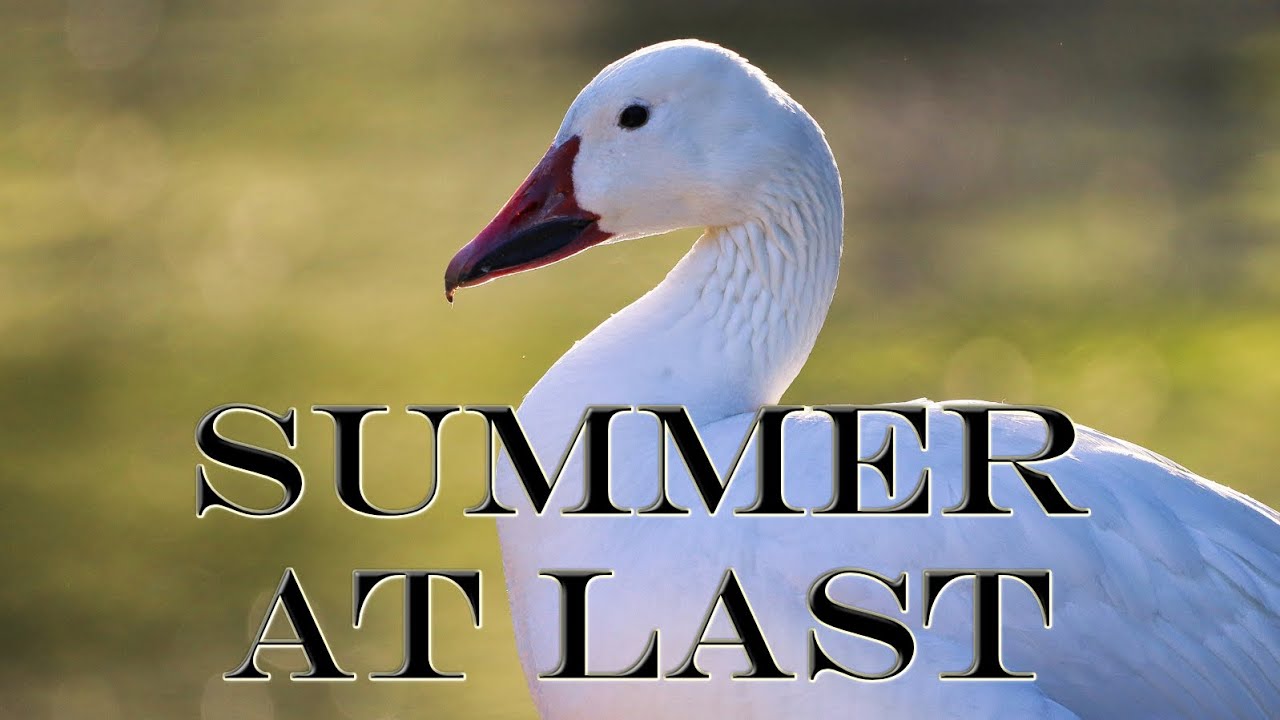 Summer at Last - YouTube