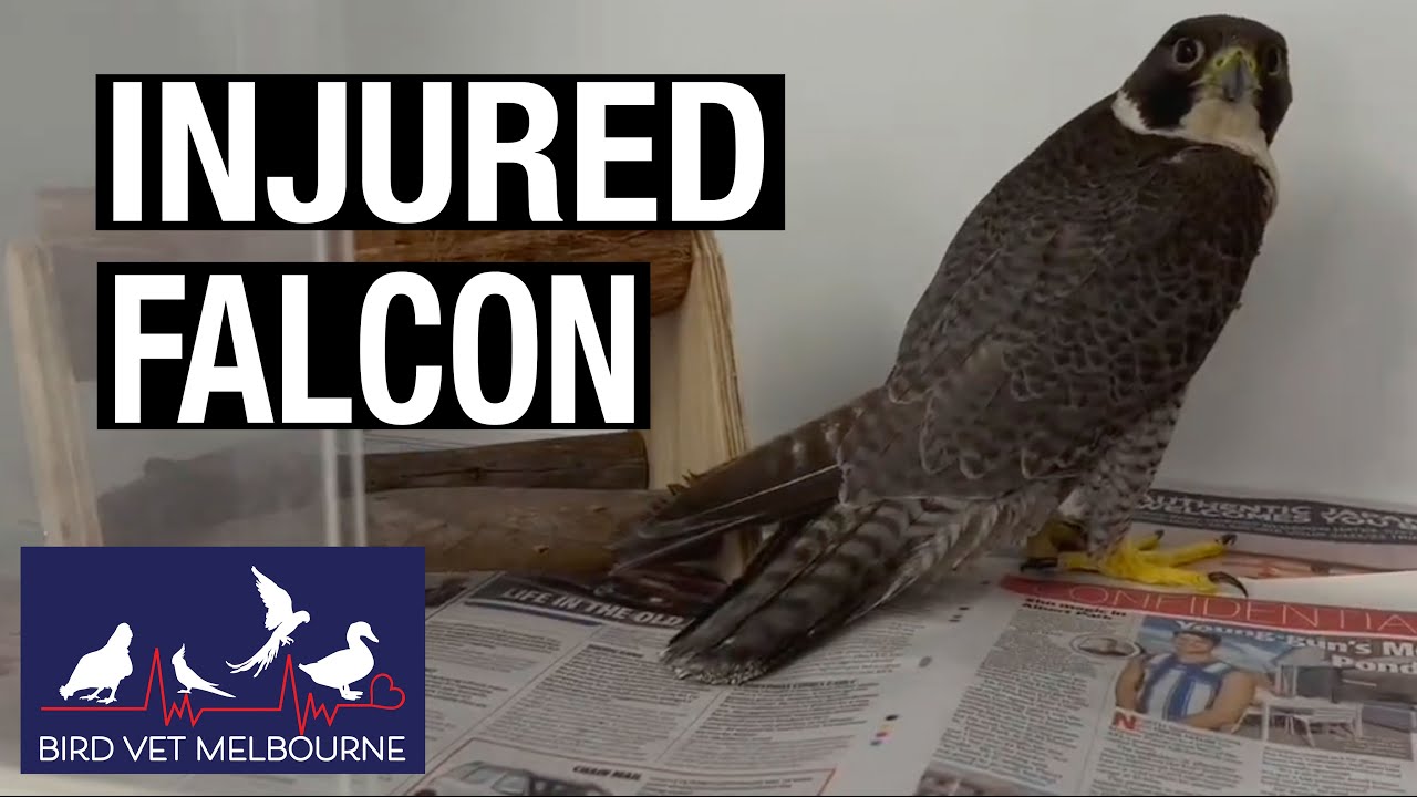 Examination of injured native brown falcon at Bird Vet Melbourne - YouTube