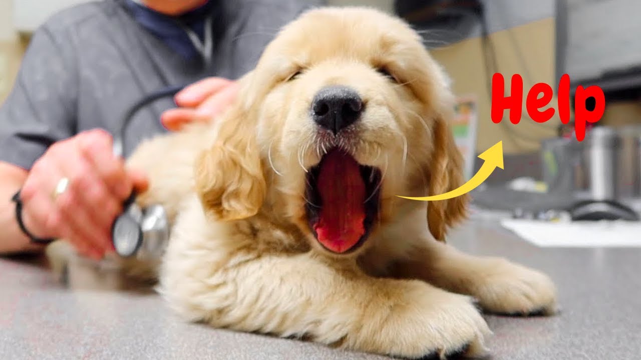 Poor Golden Retriever Puppy Need go to the Vet because of Sick - YouTube