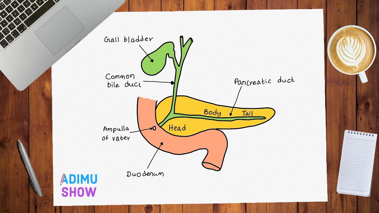 Pancreas Diagram For Kids