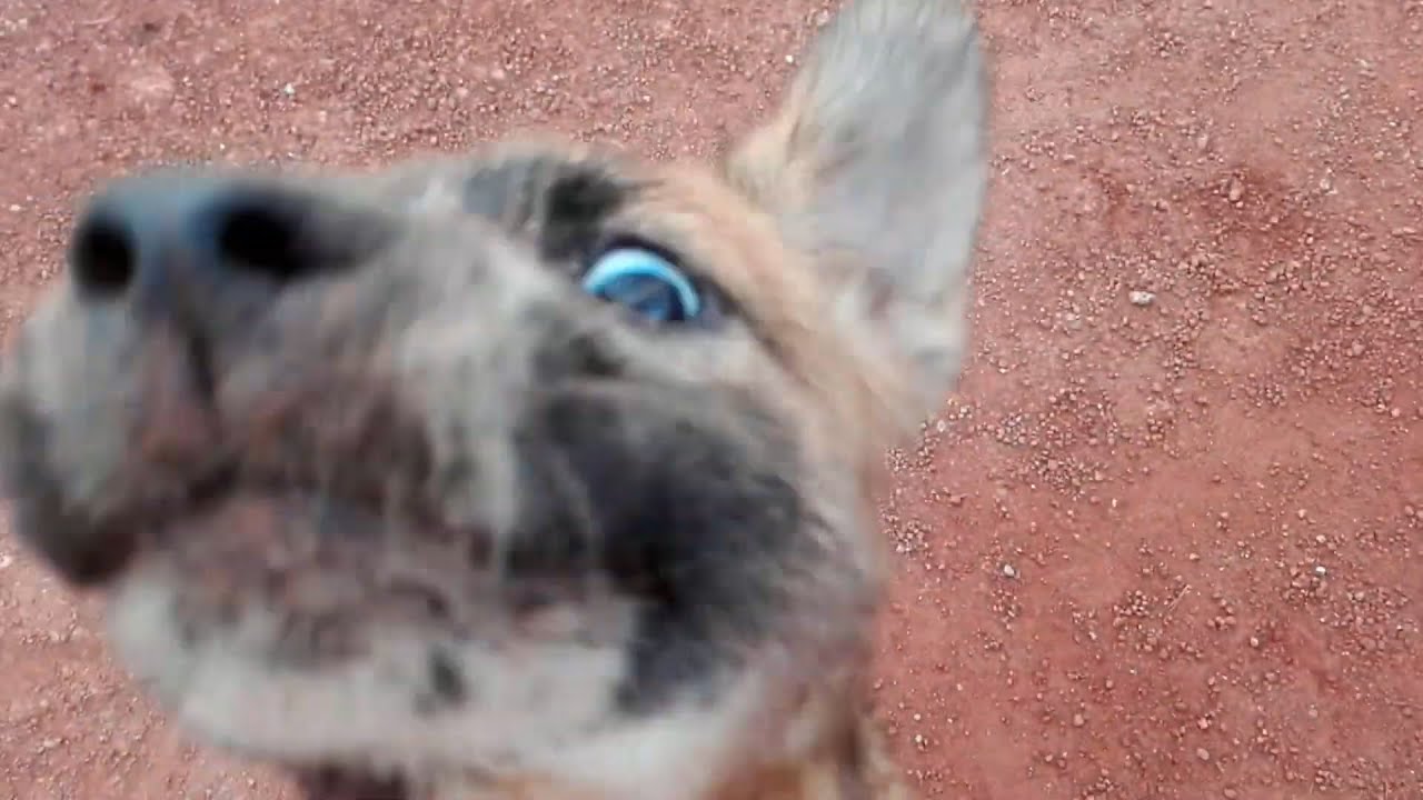 BEST FUNNY ANIMAL VIDEO COMPILATION OF 2019 - YouTube