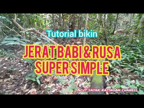 Cara mudah bikin jerat Babi & Rusa (Jerat Paling Simple) - YouTube