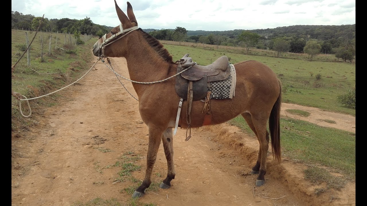 Mula Baia à Venda - YouTube