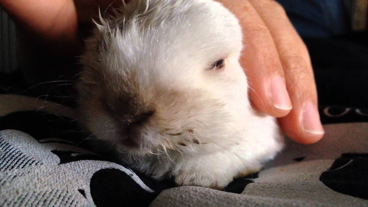 Baby rescue bunny grinding teeth in sleep - YouTube