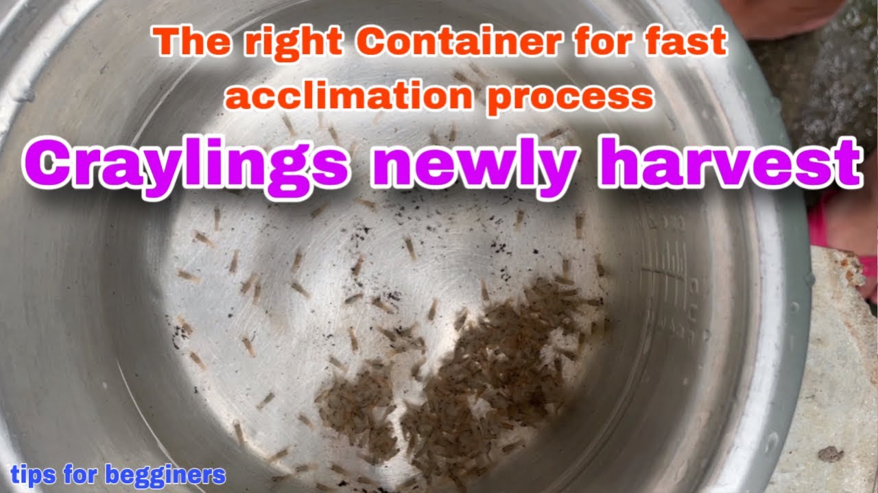 Newly Harvest Craylings Fast acclimation Technique - YouTube