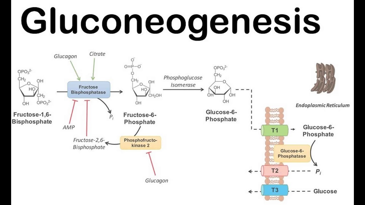 Lecture on Gluconeogenesis - YouTube