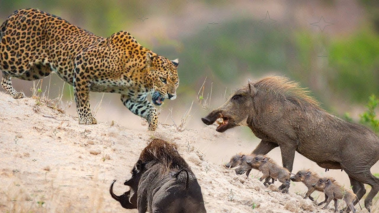 warthog causes serious injury to cheetah to protect her piglets - YouTube