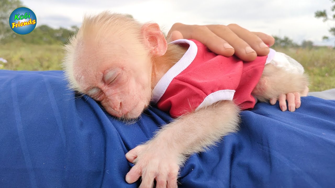 Kobi monkey enjoys hanging out with dad - YouTube