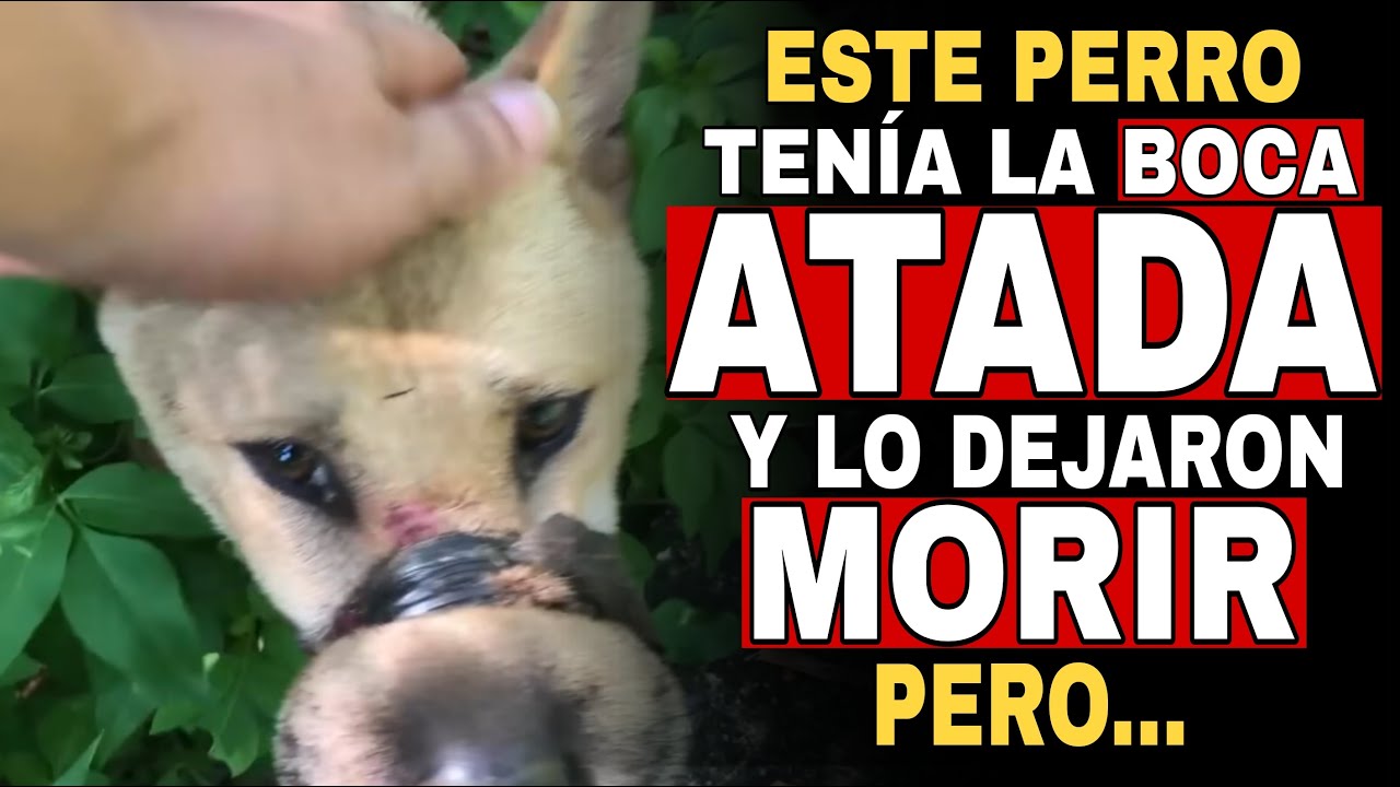 HISTORIA DEL PERRO CON LA BOCA ATADA - YouTube