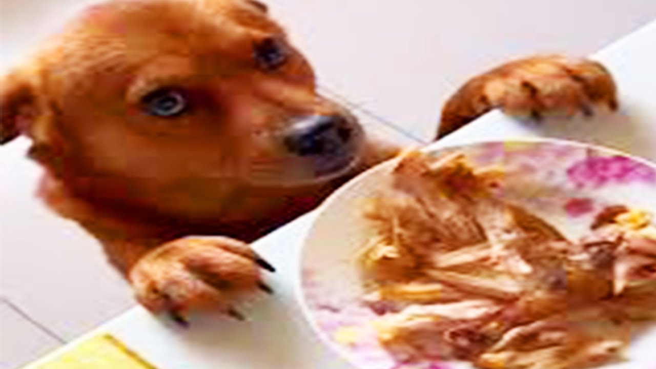 The Chinese Dog That Loves Roasted Duck - YouTube
