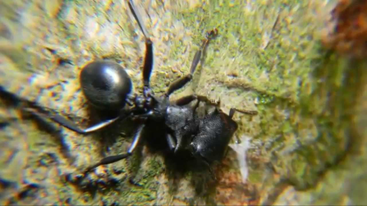 Cephalotes atratus - YouTube