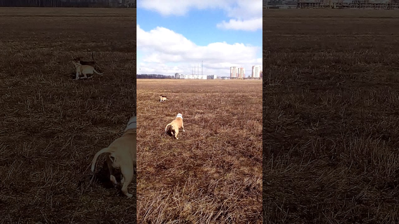 Амстаффы Ценный Приз, 1.04.17, ast-dog.ru - YouTube