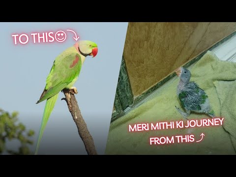 |Journey of my alexendrine parrot| (Raa) talking parrot #viral #vlog # ...