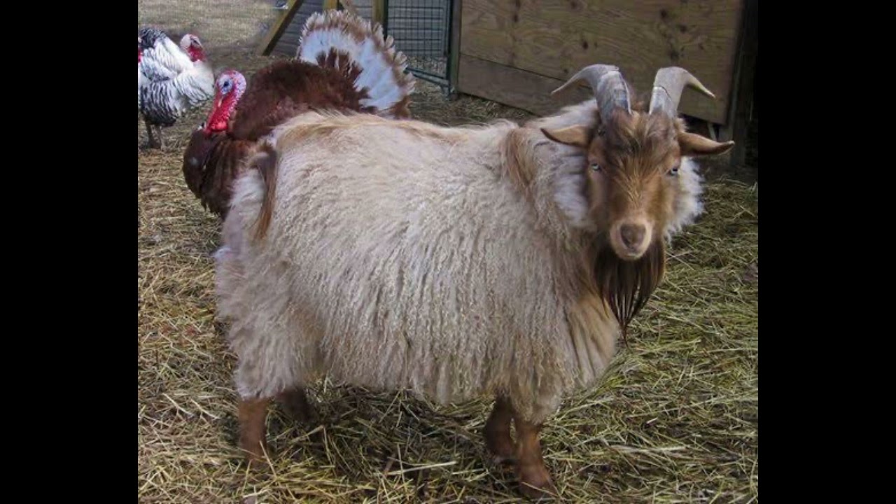 Nigora Goat | History, Facts & Characteristics - YouTube