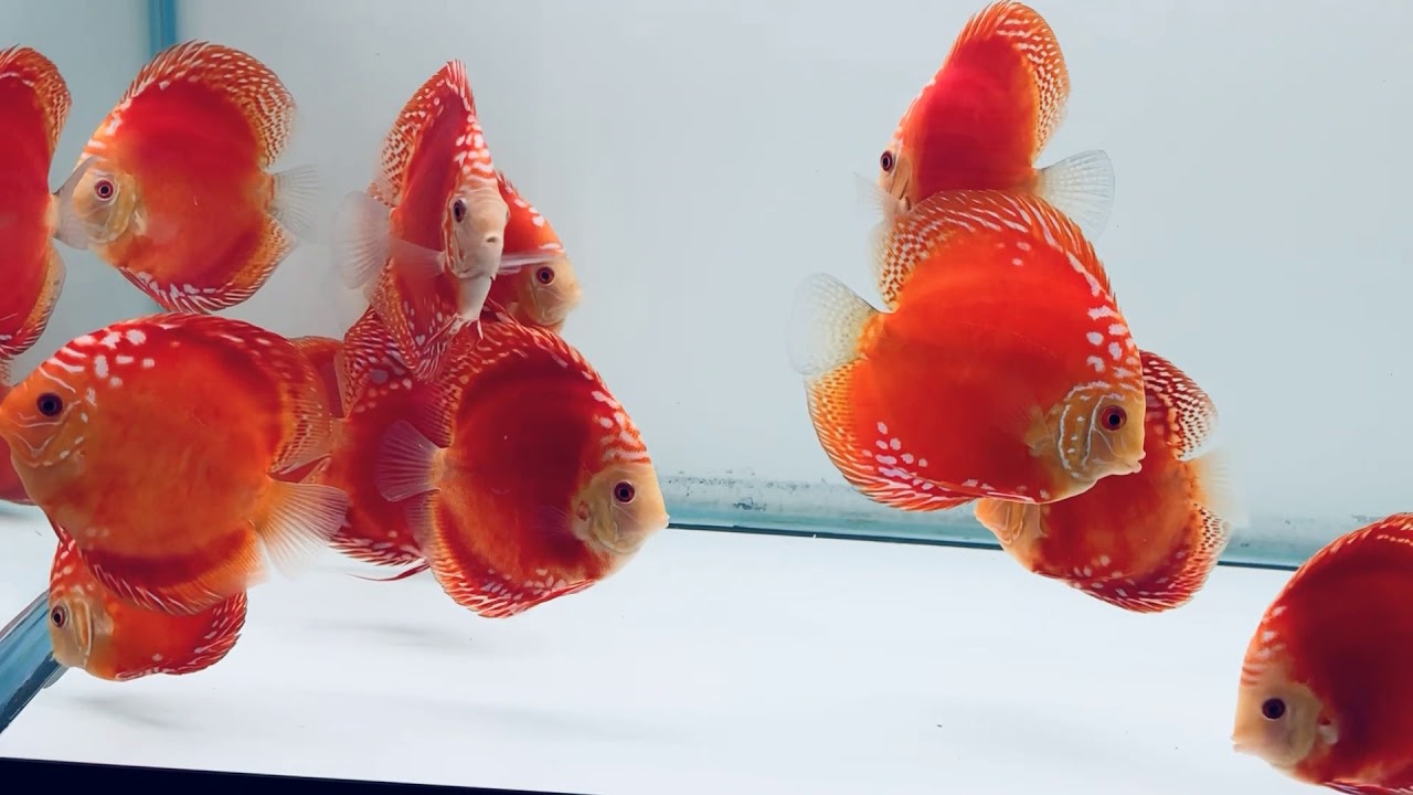 Red Rafflesia Discus - December 2020 - YouTube