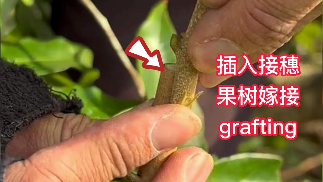 教你如何嫁接荔枝果樹？一分鐘就學會的嫁接技術 Teaching you how to grafting lychee fruit trees ...